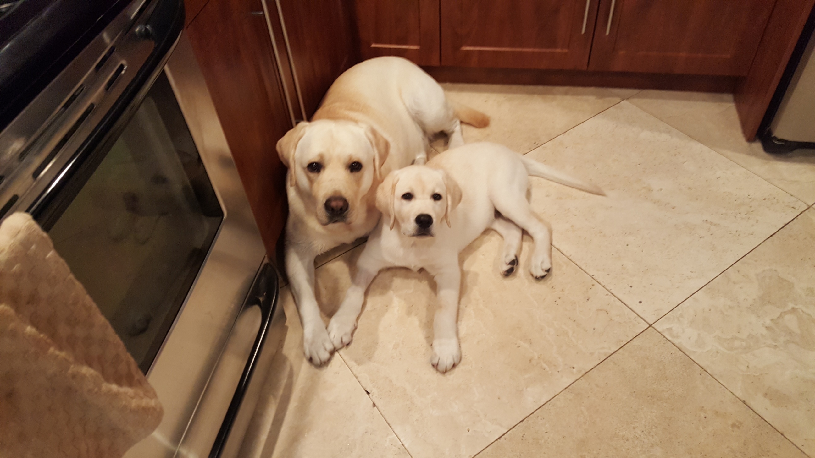 Gallery - Persimmon Hill Labrador Retrievers